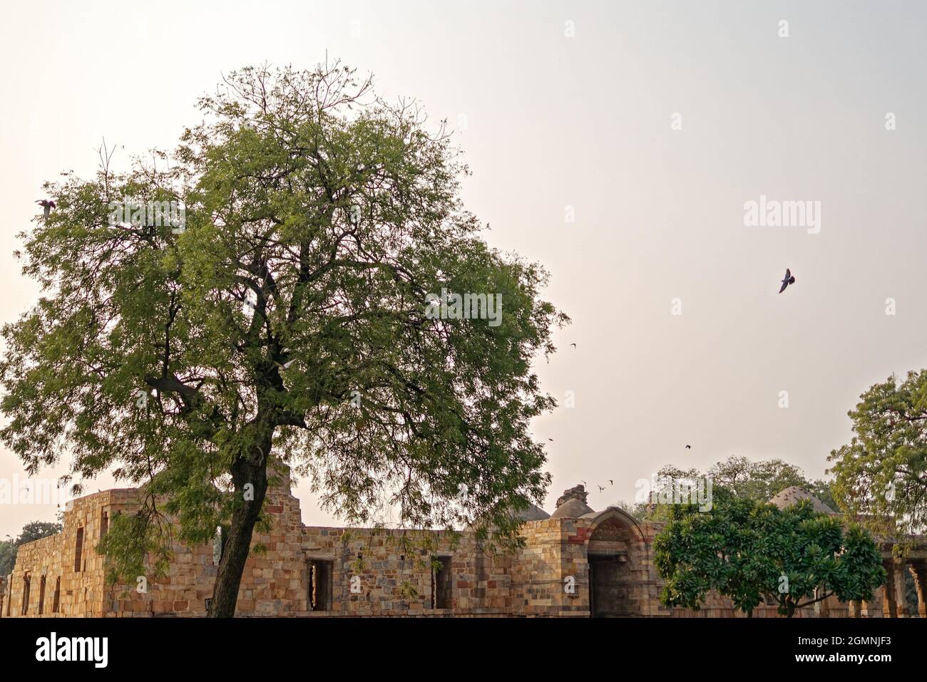 Tree, Qutb Minar Stock Photo - Alamy