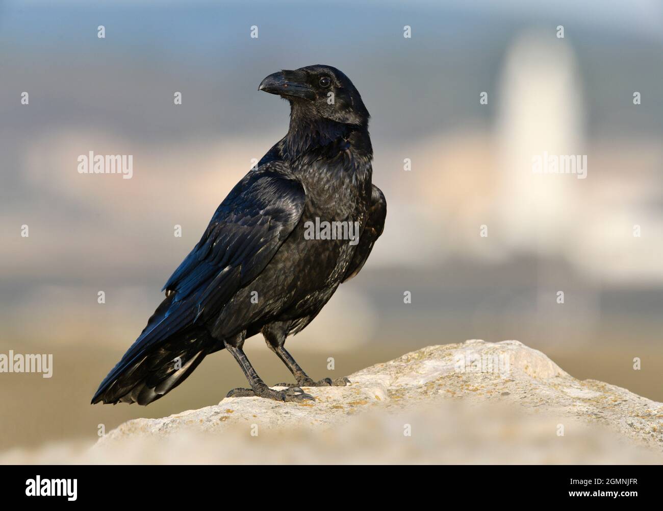 Corvis corax hi-res stock photography and images - Alamy