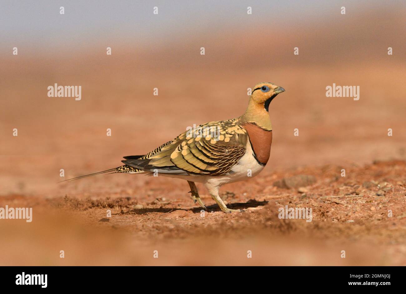 Pin-tailed Sandgrouse - Pterocles alchata Stock Photo - Alamy