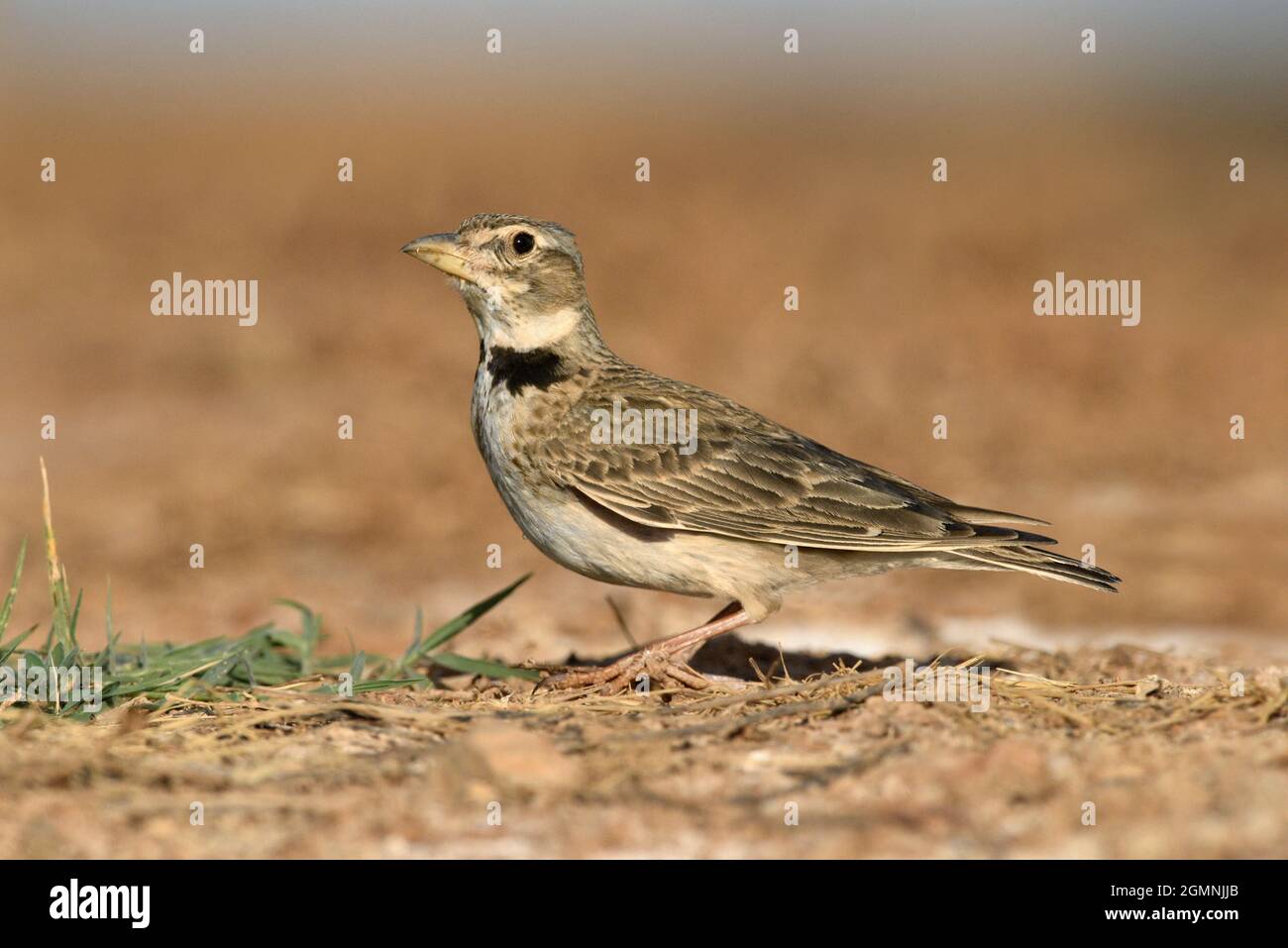 Calandra Lark - Melanocorypha calandra Stock Photo - Alamy