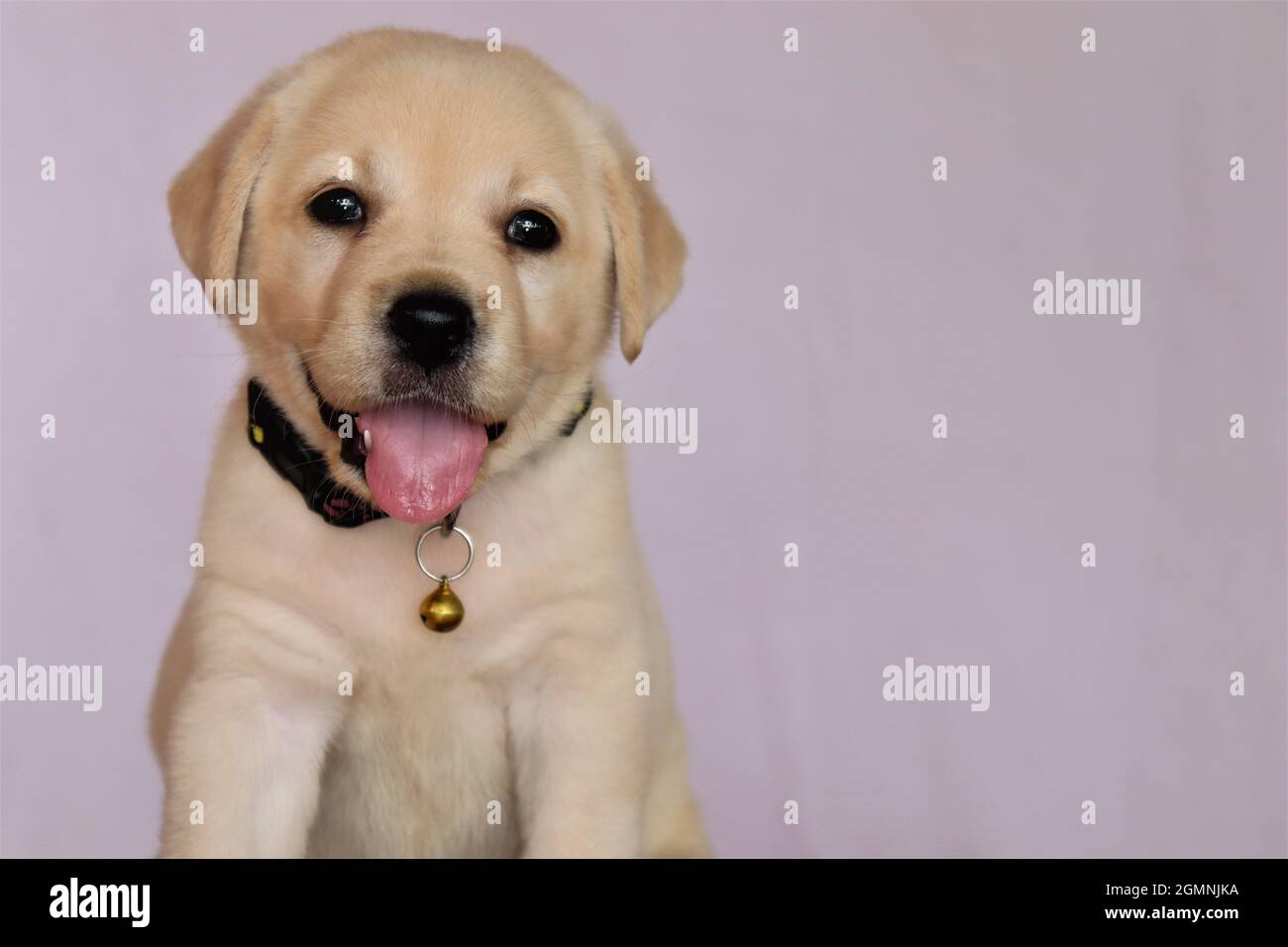 Labrador puppy with tongues out, Cute lab puppy Stock Photo - Alamy