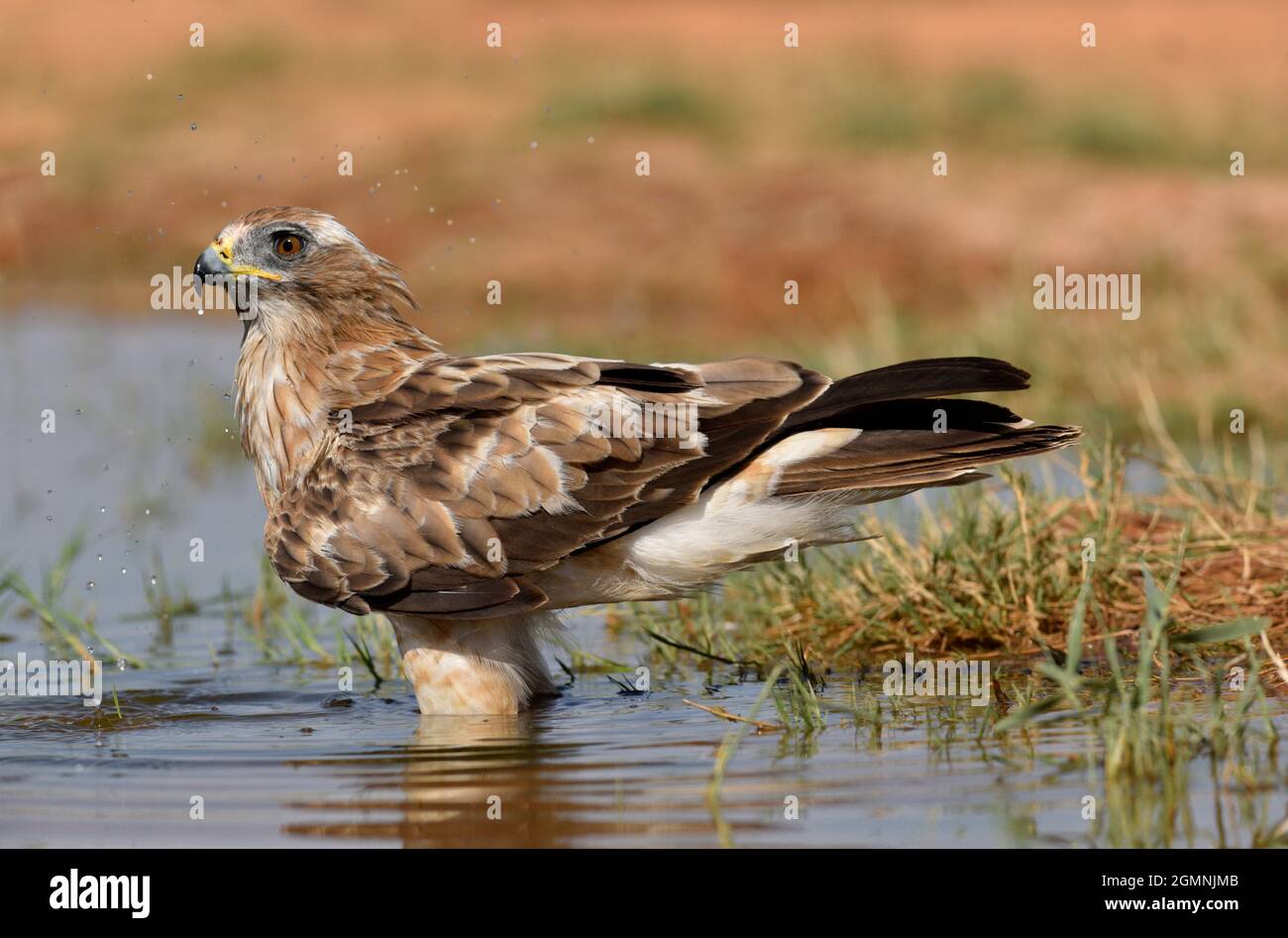 Booted Eagle - Hieraaetus pennatus Stock Photo - Alamy