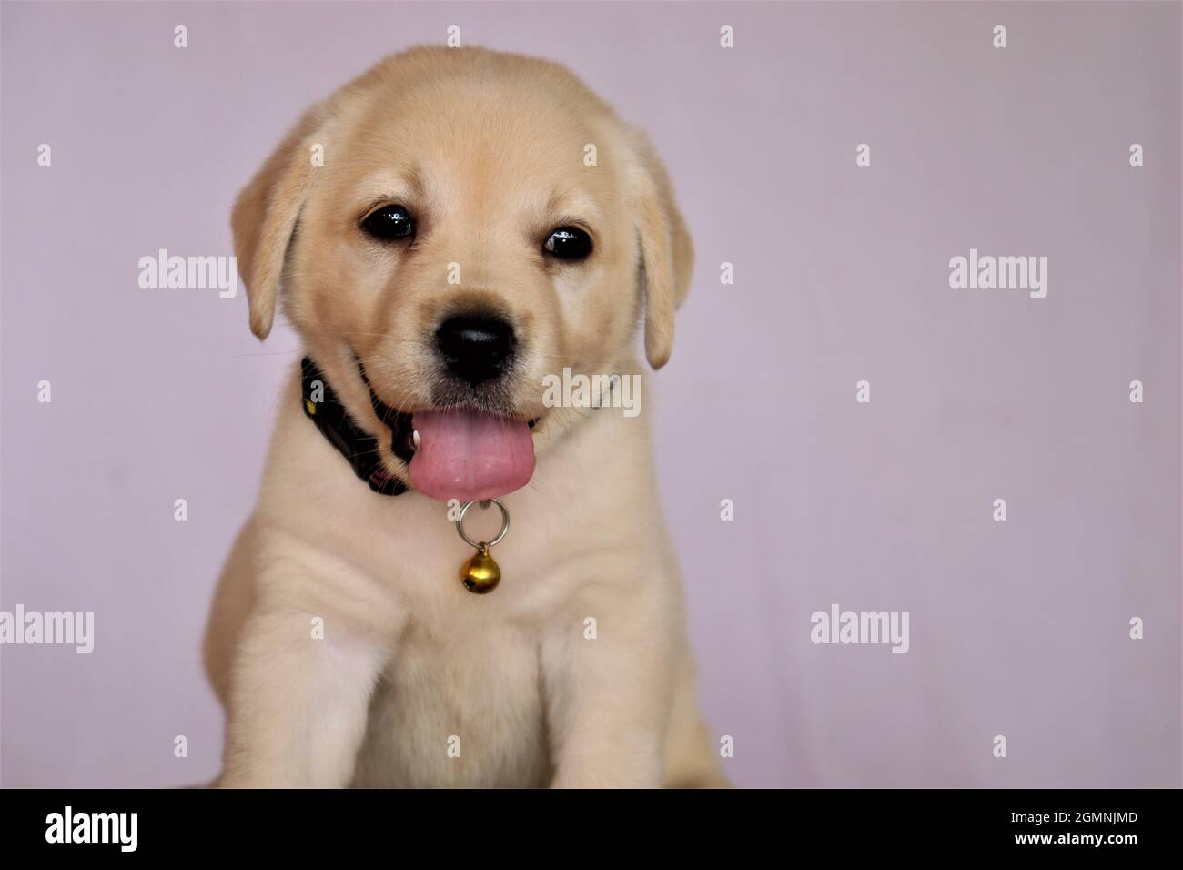 Adorable Labrador Puppy Tongue out isolated on white background Stock ...
