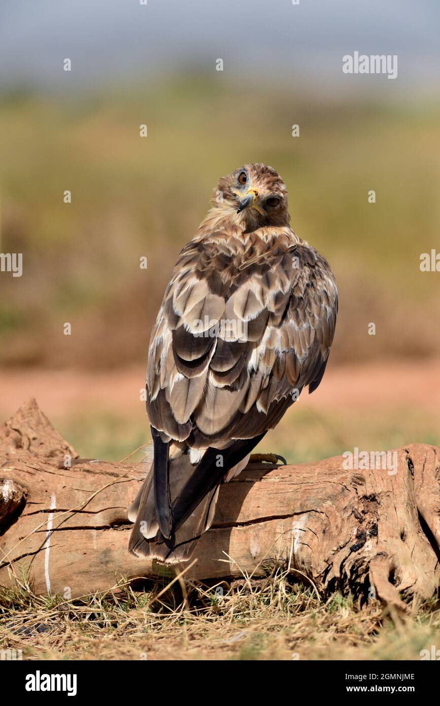 Booted Eagle - Hieraaetus pennatus Stock Photo - Alamy
