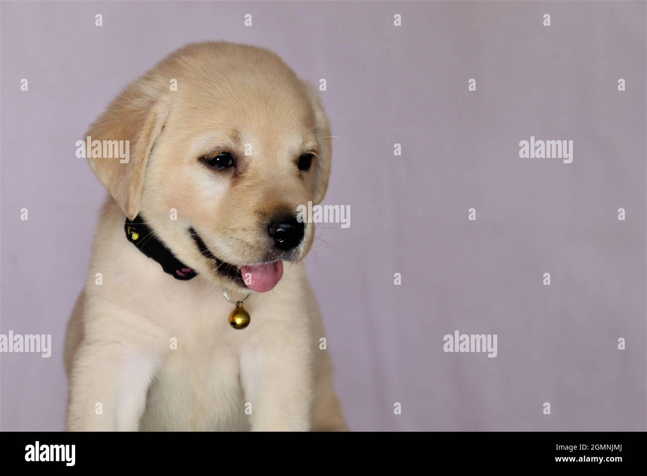 Labrador puppy looking down Stock Photo - Alamy