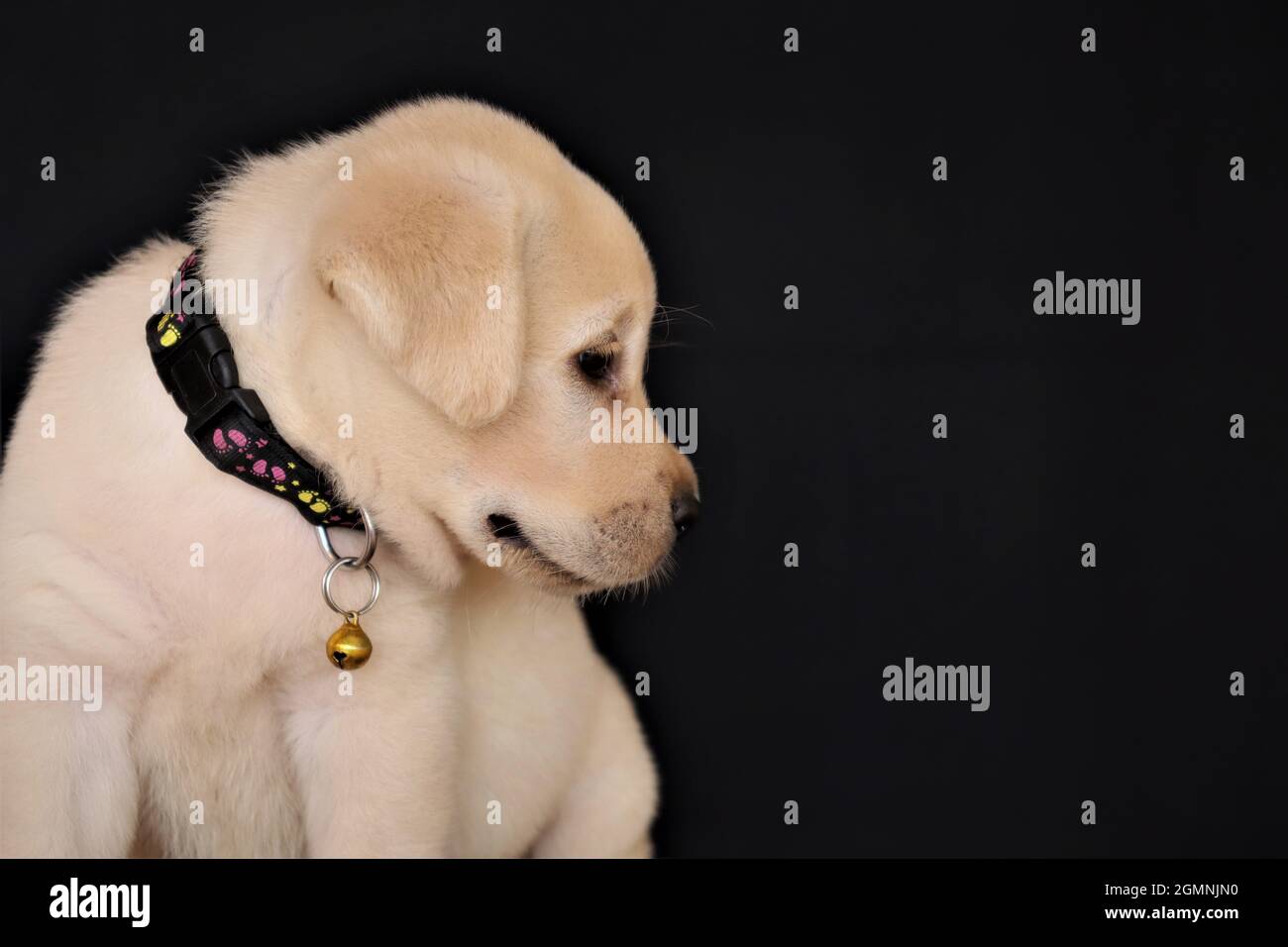 Labrador puppy side face isolated on black background Stock Photo - Alamy