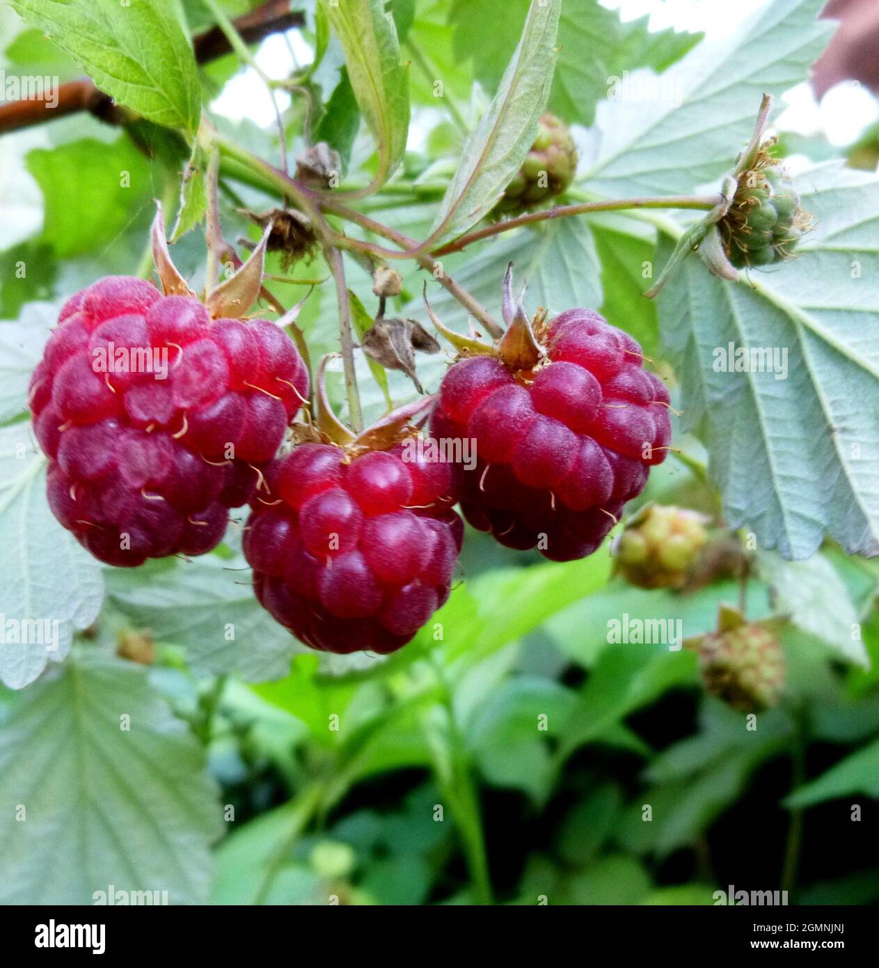 Raspberry berries on the bushes. Growing Organic Berries closeup. Ripe ...
