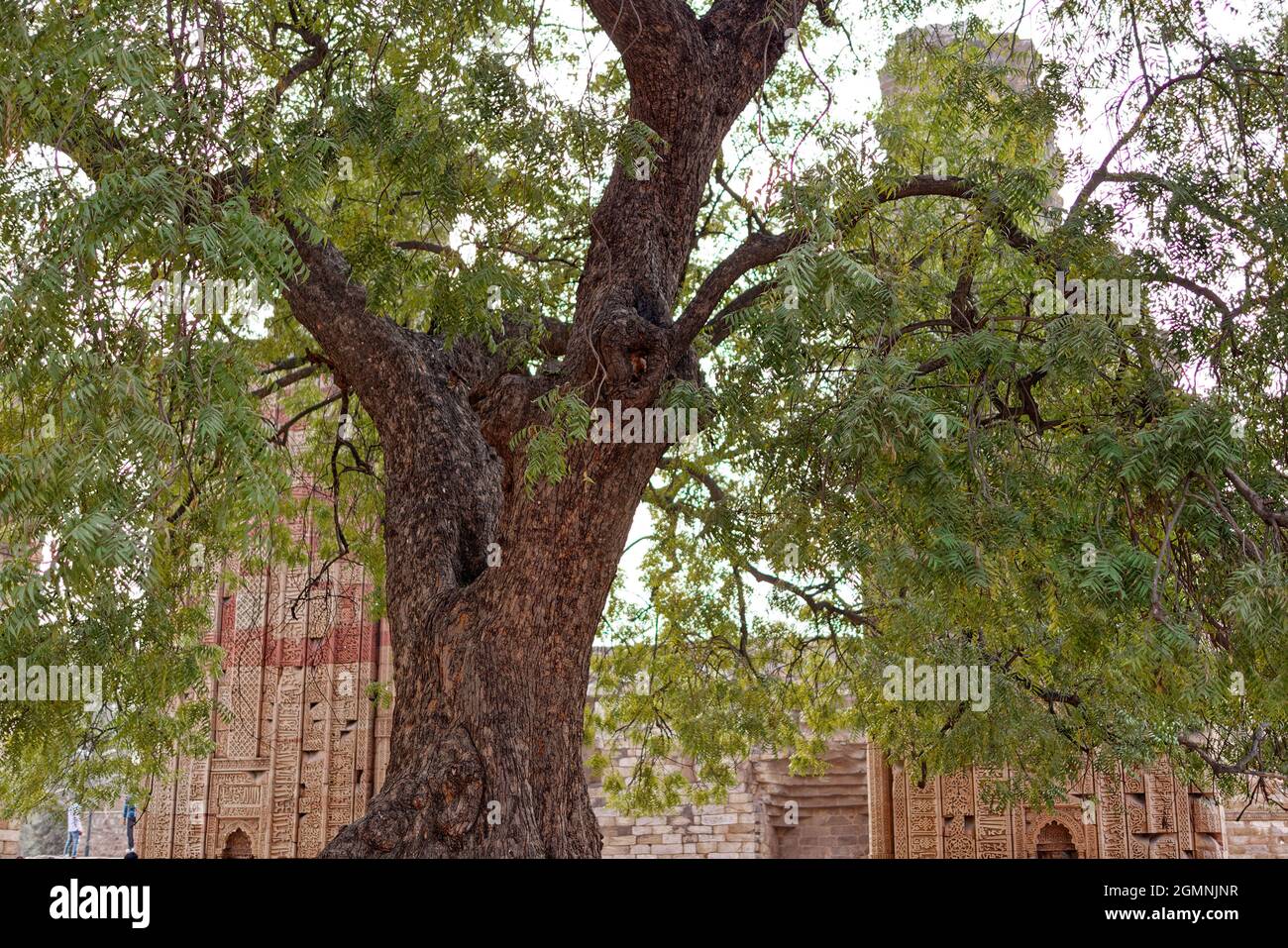 Qutub minar tree hi-res stock photography and images - Alamy