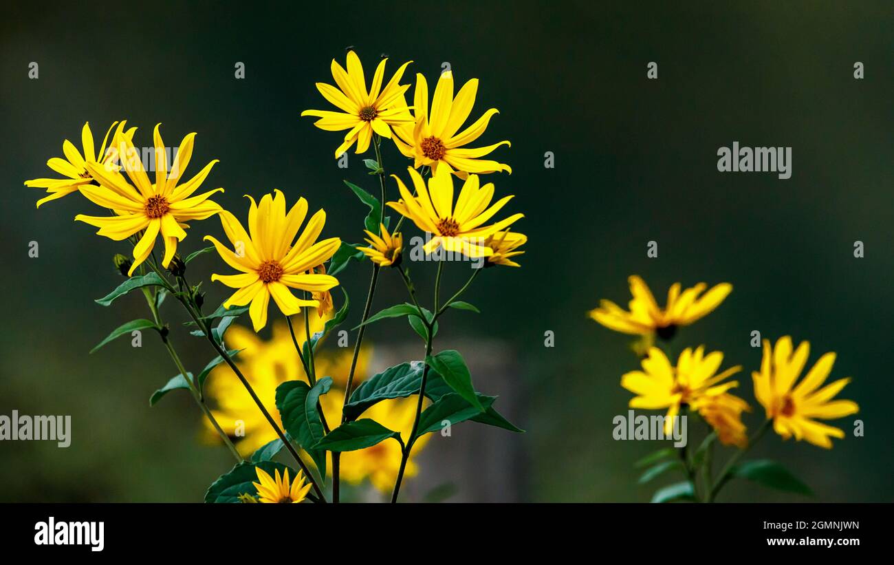 Sunchoke flowers in the nature Stock Photo - Alamy