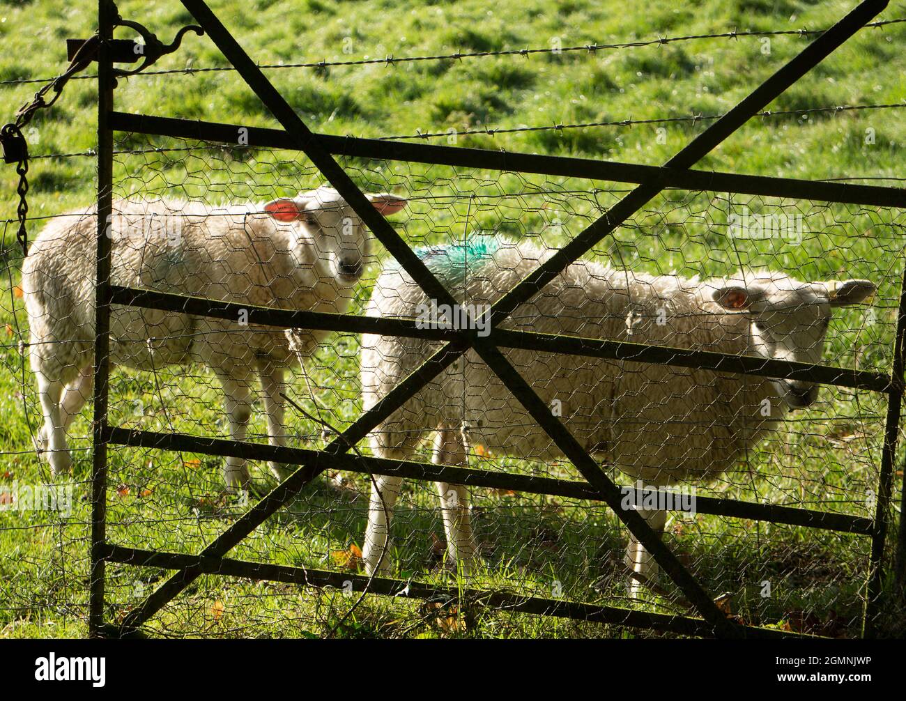 Iron sheep hi-res stock photography and images - Alamy