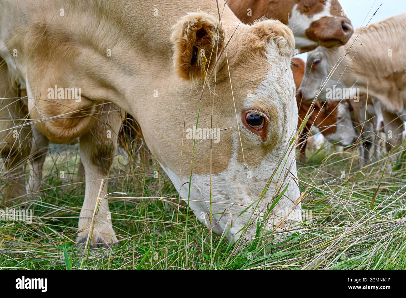 cows outdoors in big field near Orebro Sweden Stock Photo - Alamy