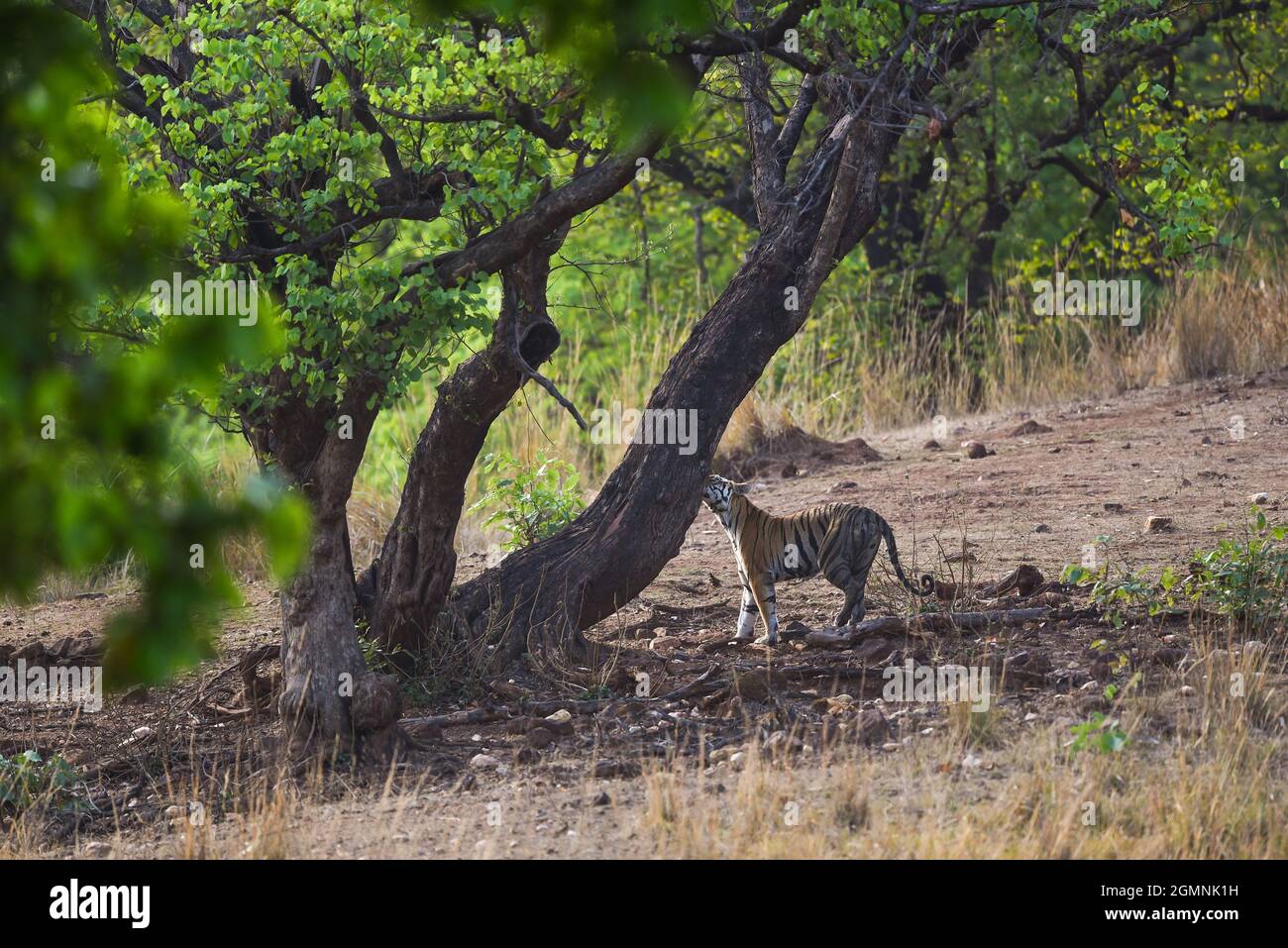wild royal bengal tiger taking smell from tree to territory or scent ...