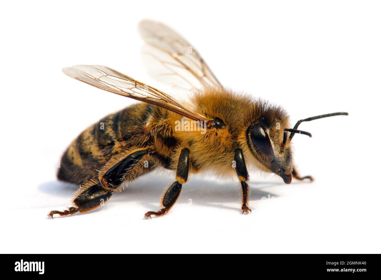 detail of bee or honeybee in Latin Apis Mellifera, european or western ...