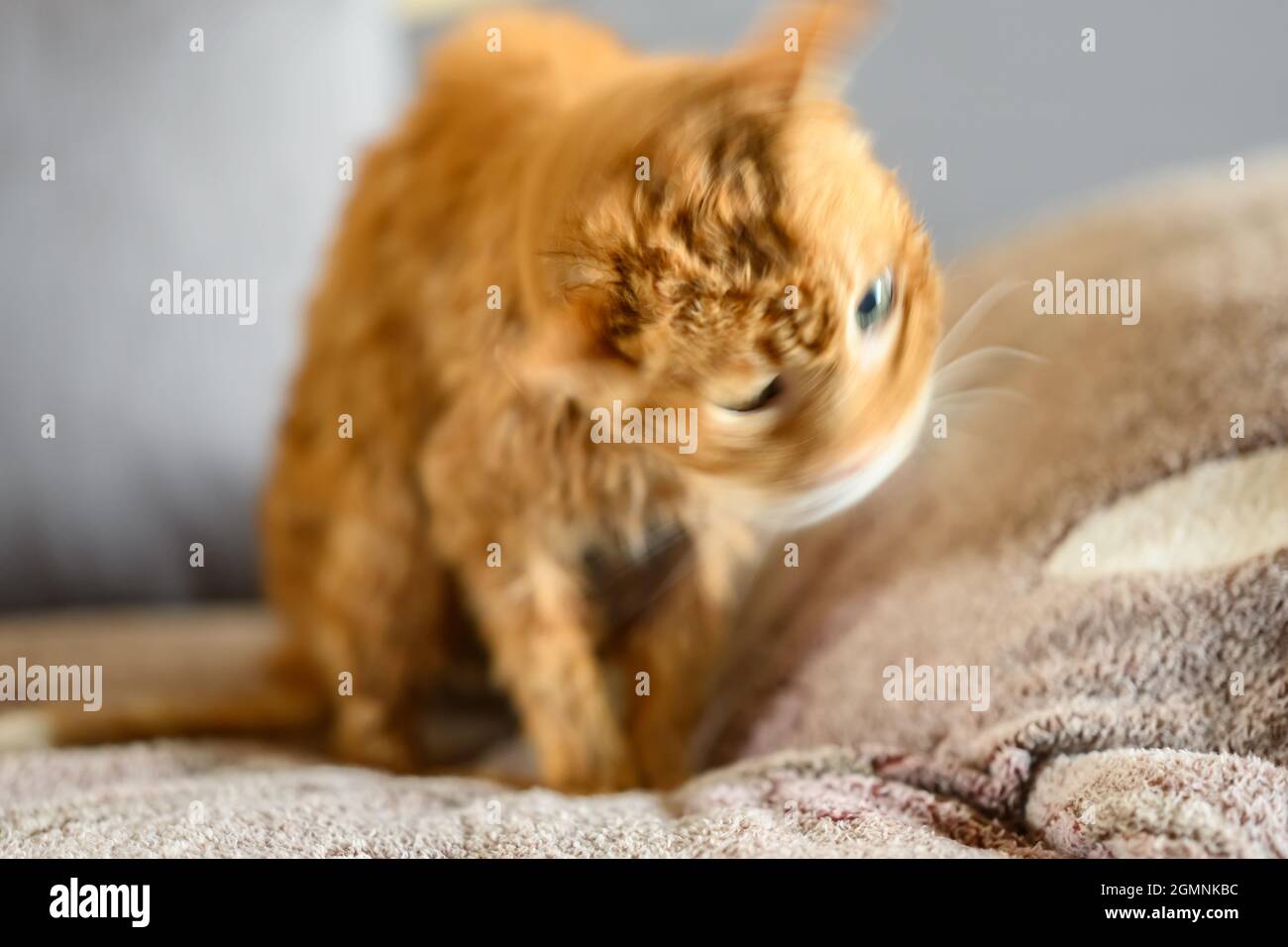 Old ginger cat is washed after taking a bath Stock Photo - Alamy