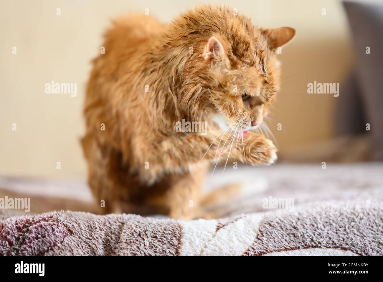Old ginger cat is washed after taking a bath Stock Photo - Alamy