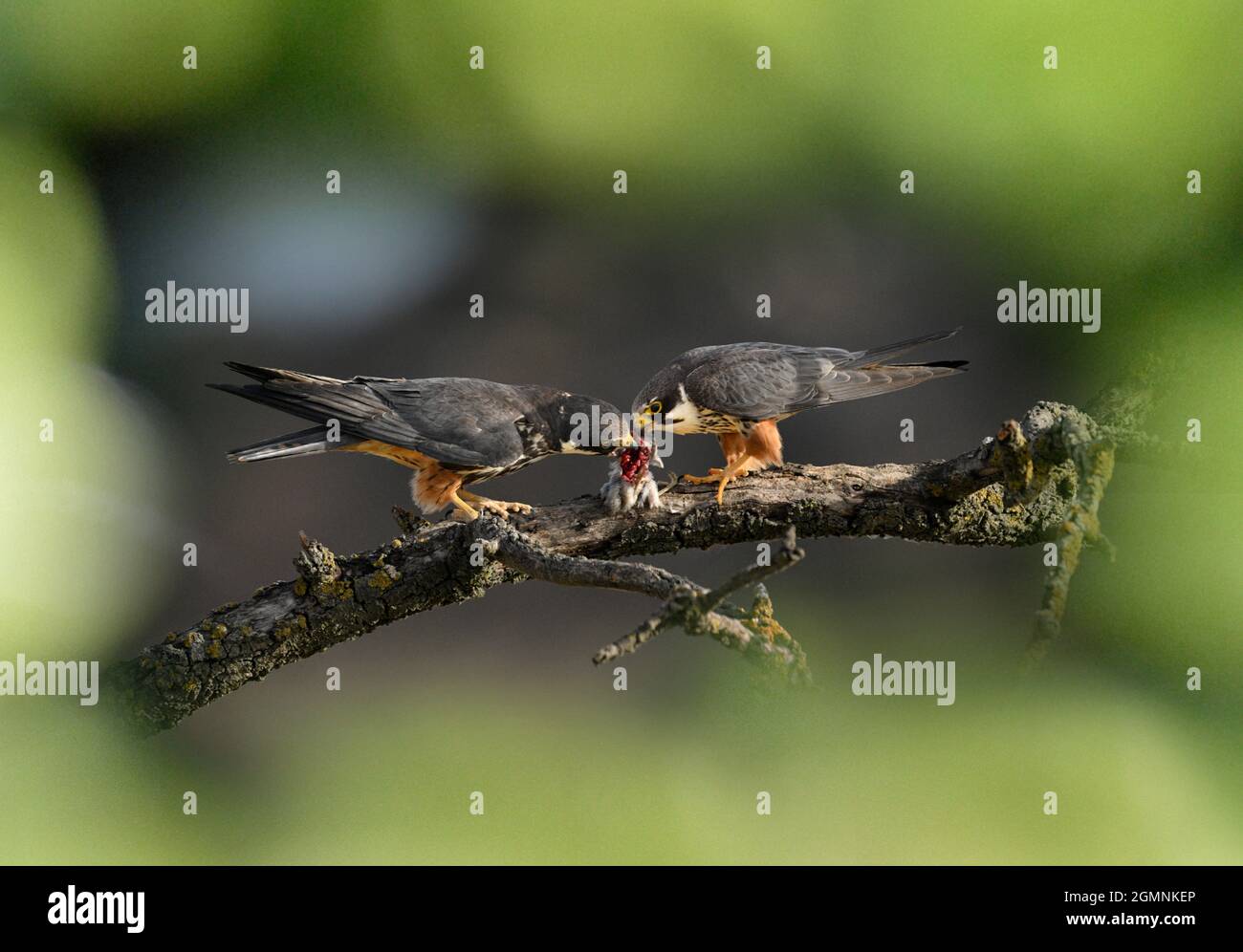 Falco subbuteo male female hi-res stock photography and images - Alamy