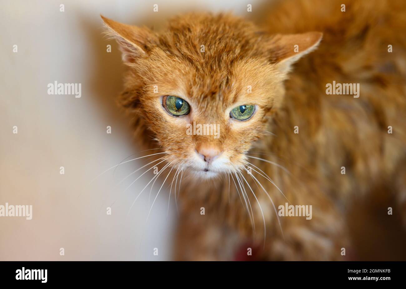 Old ginger cat is washed after taking a bath Stock Photo - Alamy