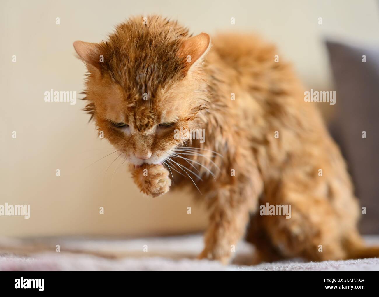 Allergic cat hi-res stock photography and images - Alamy