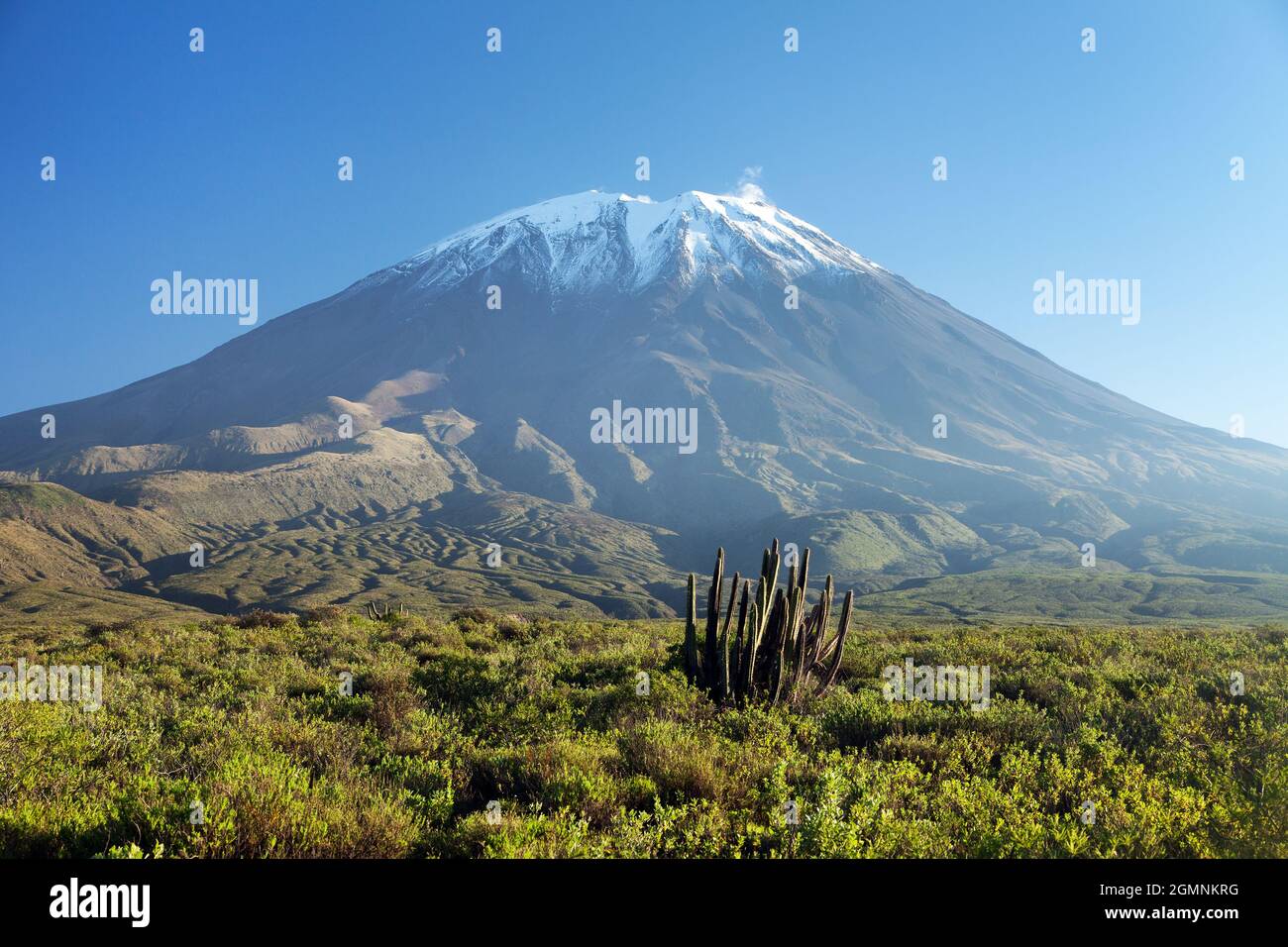 El Misti volcano and cactus, one of the best of volcanoes near Arequipa ...