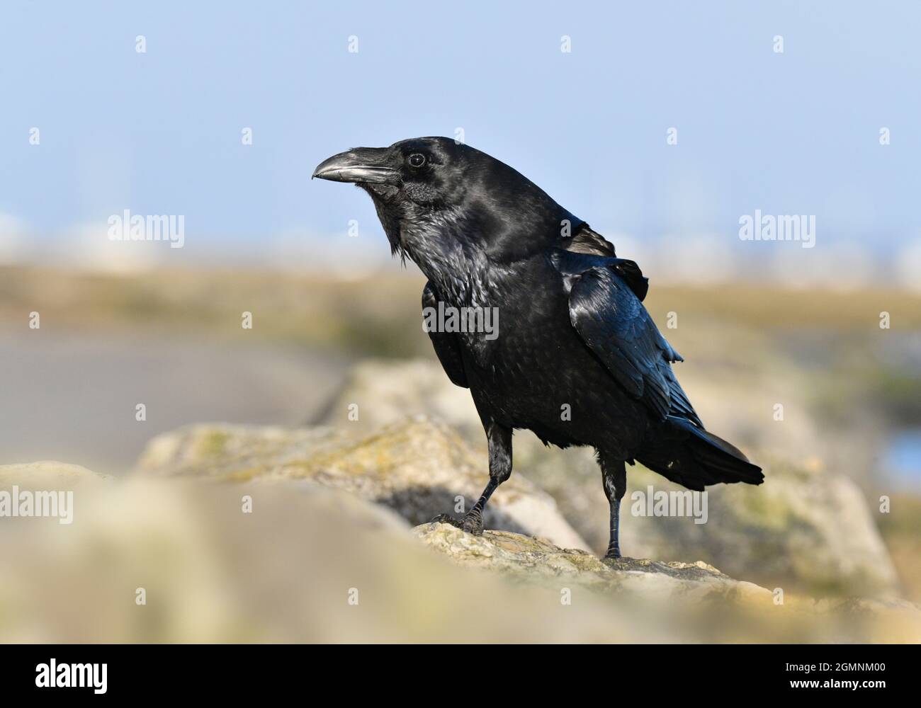Largest Of Crow Family High Resolution Stock Photography and Images - Alamy
