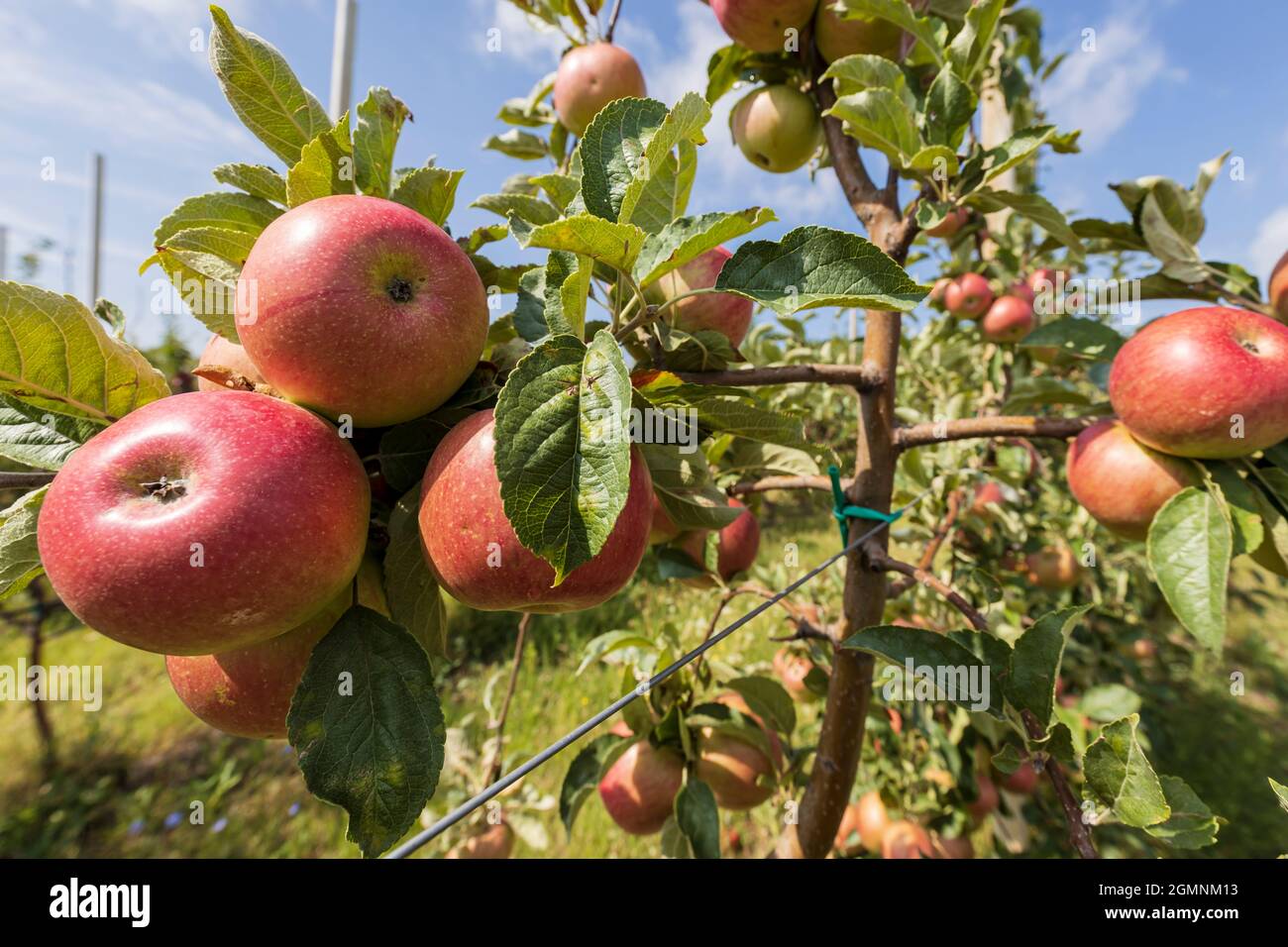 Tree fruit production hi-res stock photography and images - Alamy