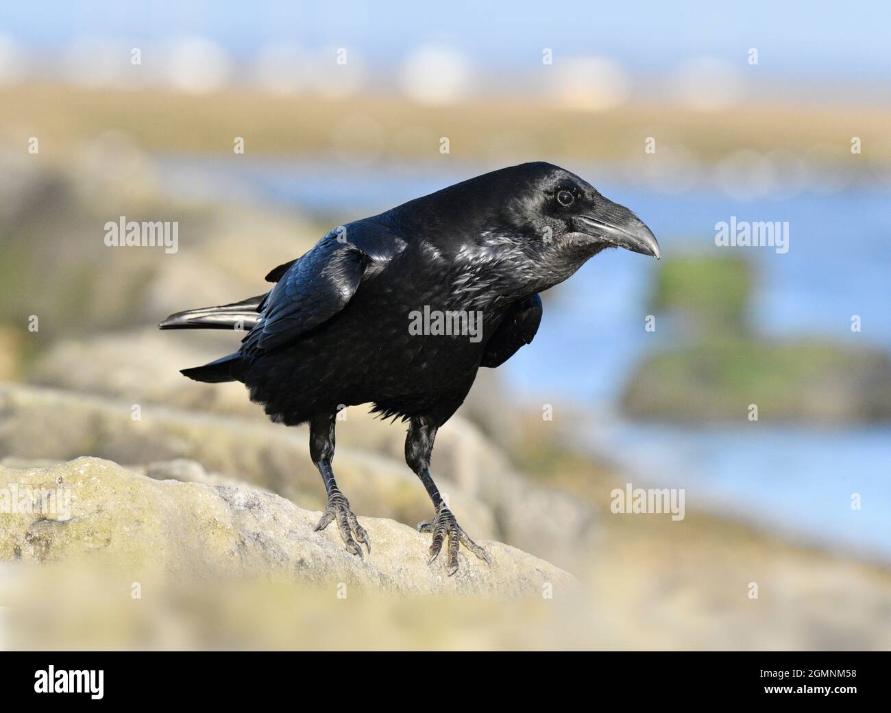 Raven largest crow hi-res stock photography and images - Alamy