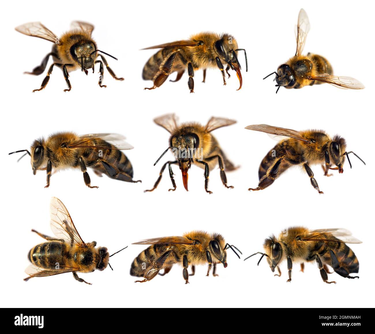 Set of nine bees or honeybees in Latin Apis Mellifera, european or ...