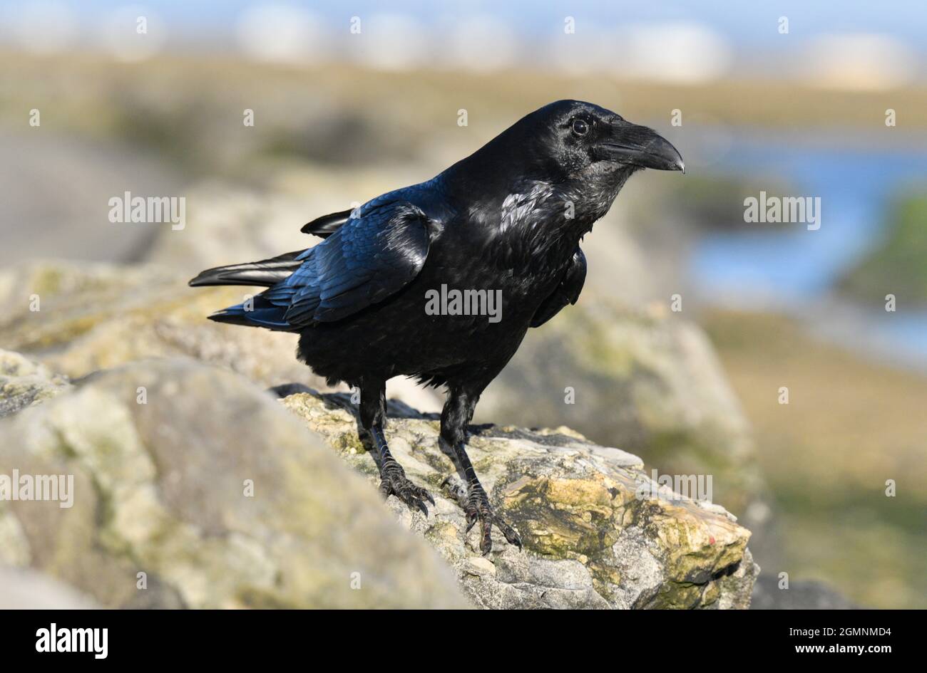 Raven - Corvus corax Stock Photo - Alamy