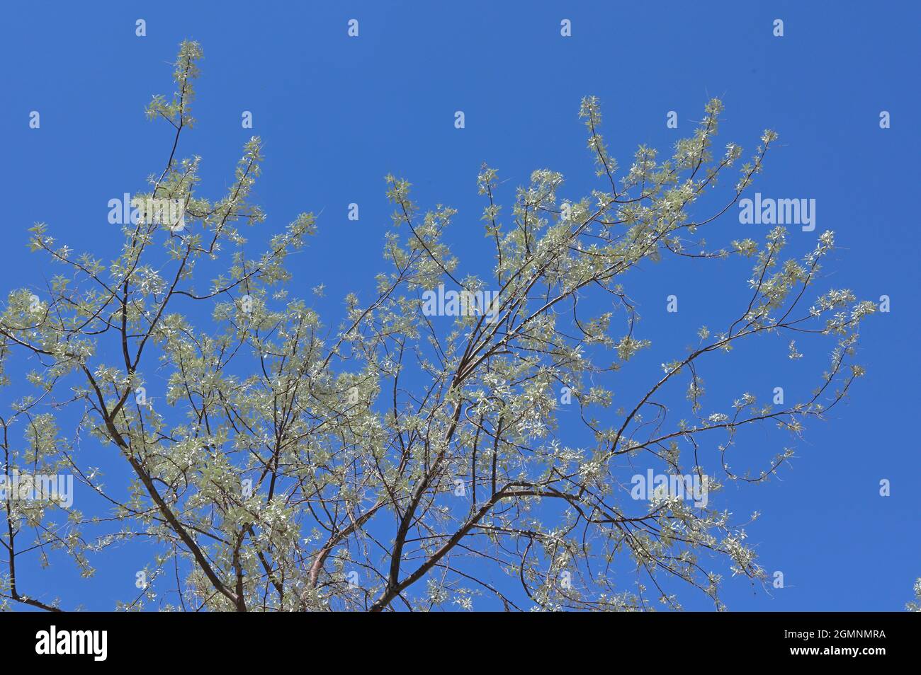 Tree with sunburnt leaves growing in the desert Stock Photo - Alamy