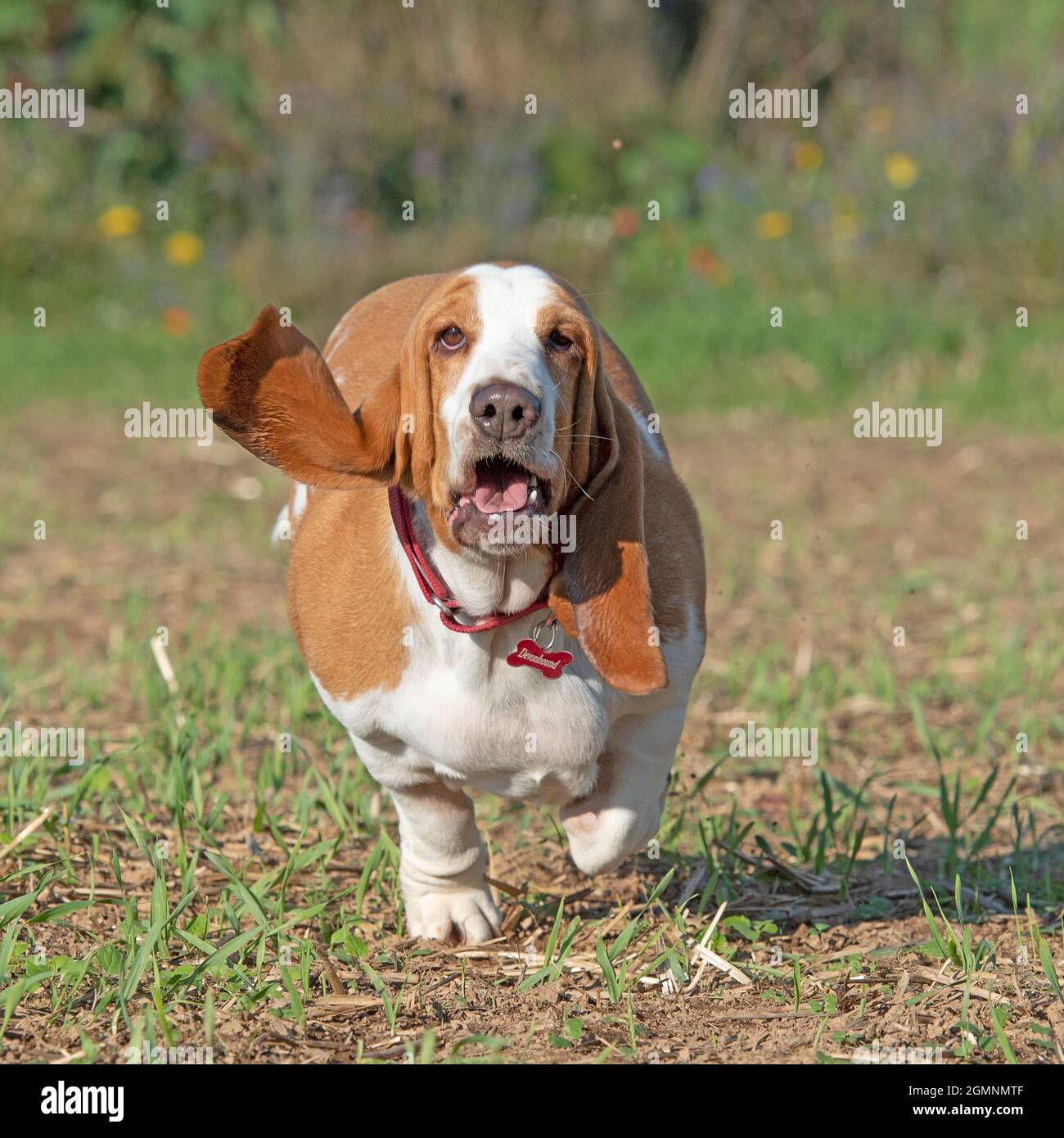 basset hound running towards camera Stock Photo - Alamy