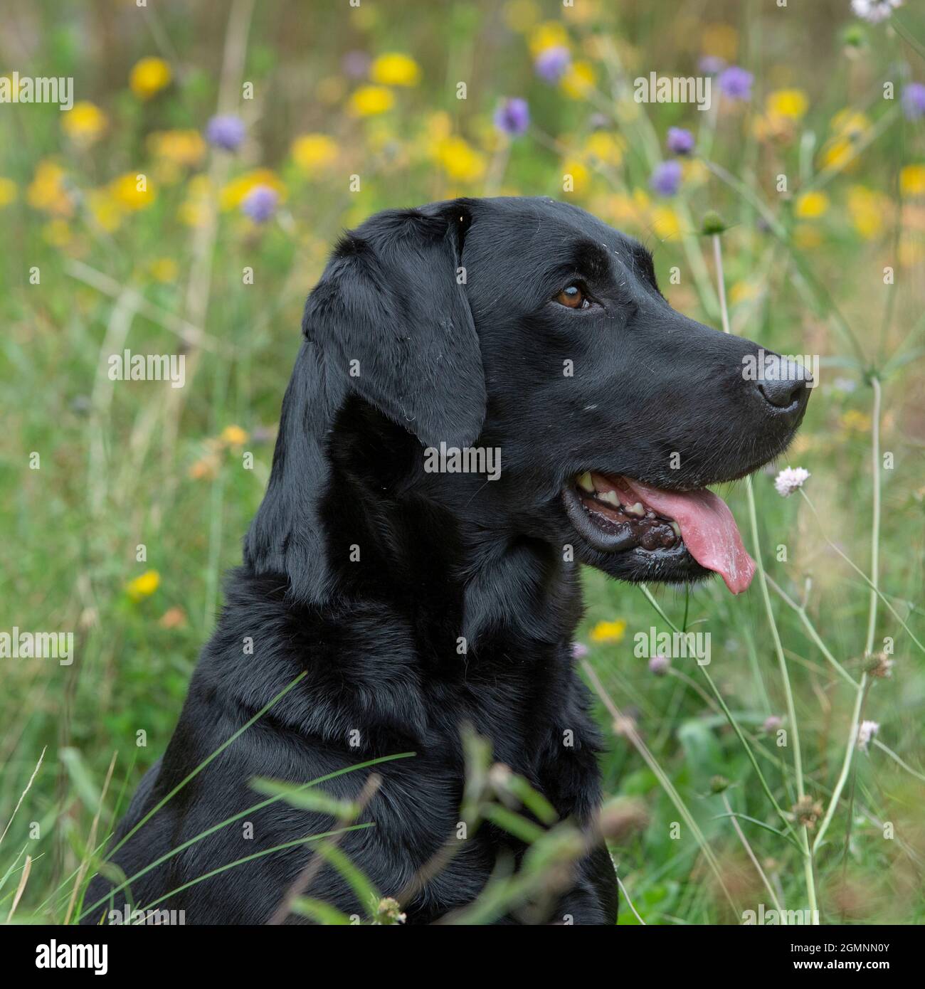 black labrador in flowers Stock Photo - Alamy