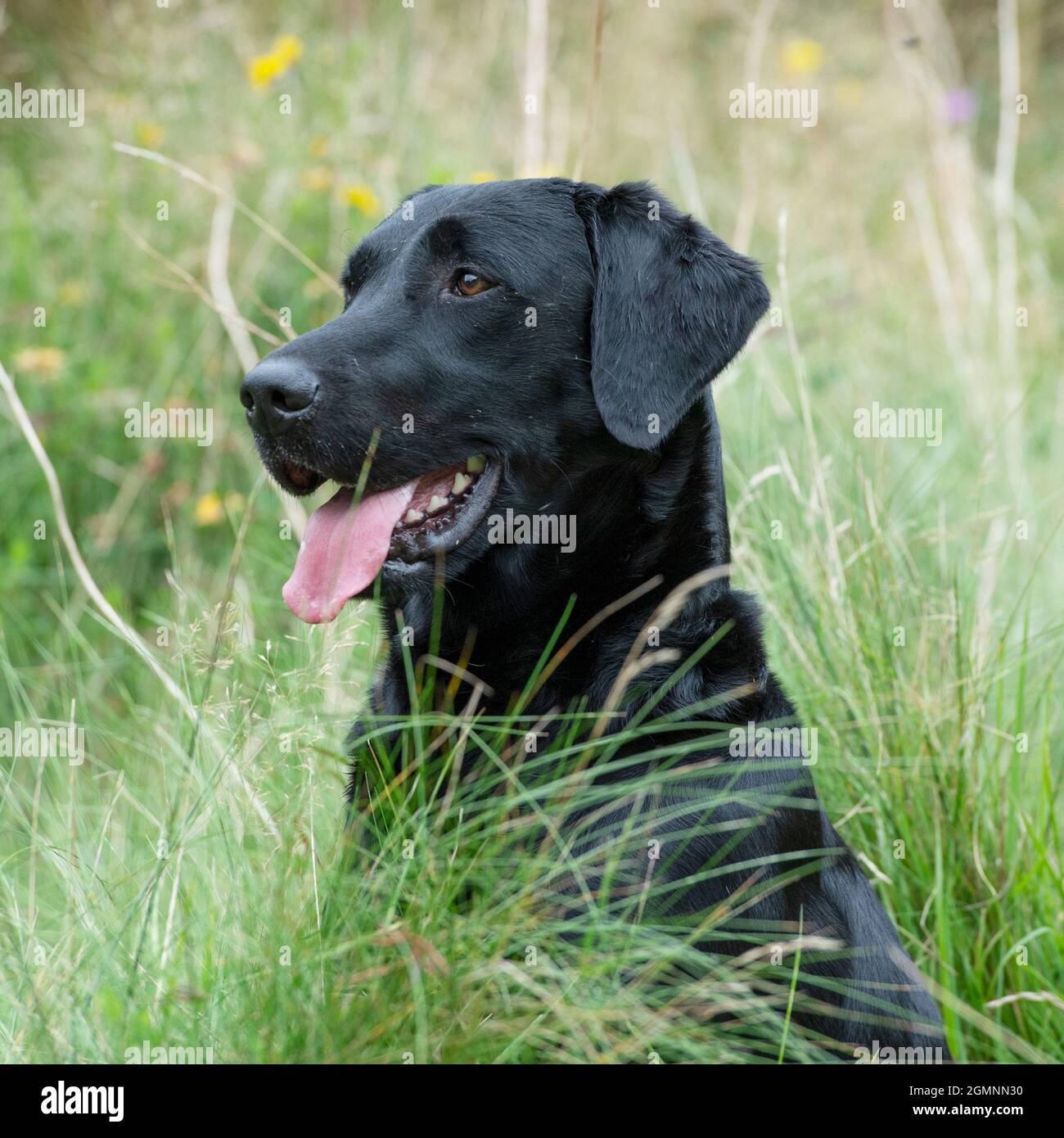 Male labrador retriever hi-res stock photography and images - Alamy