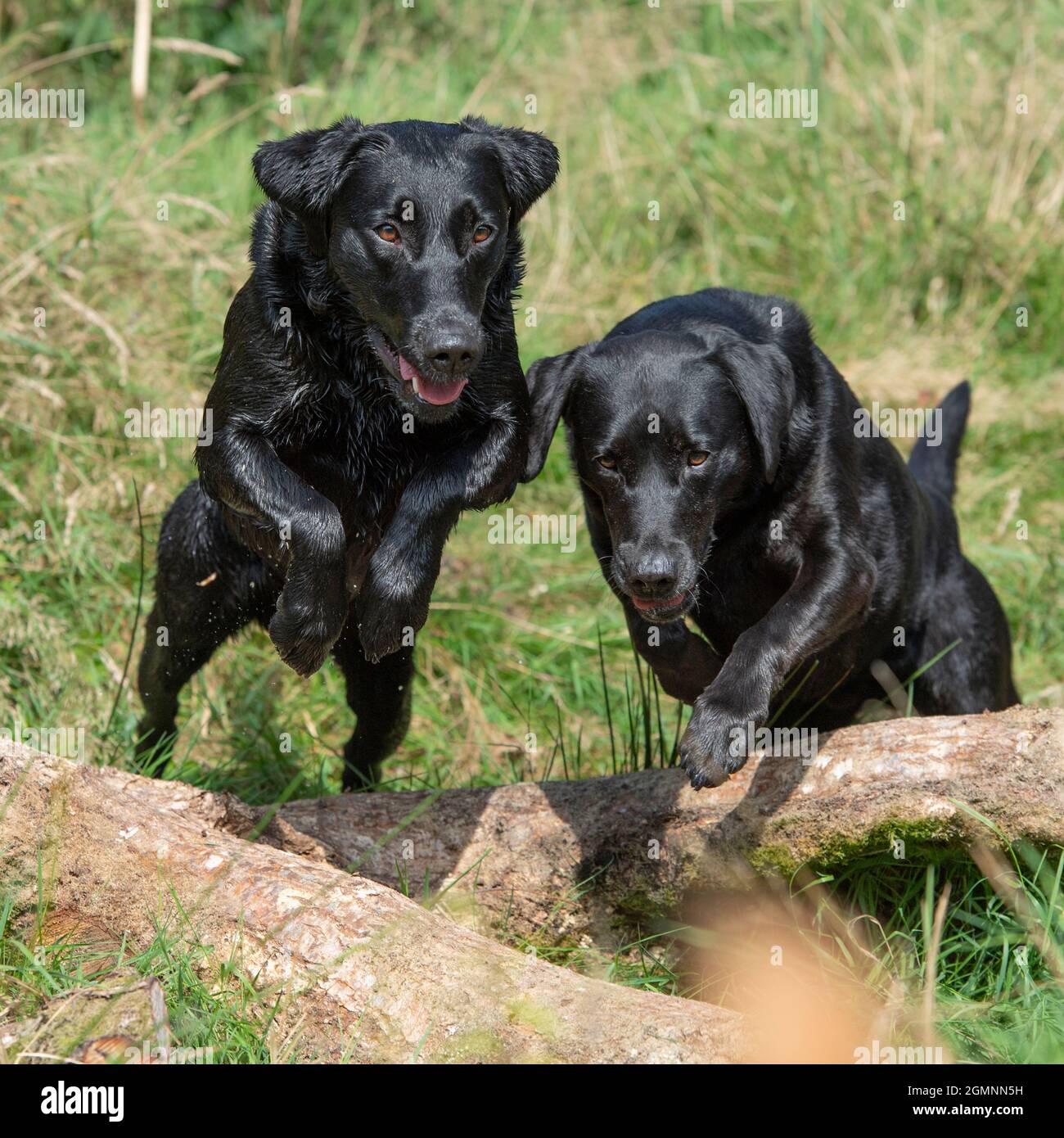 black labrador retrievers jumping over a log Stock Photo - Alamy