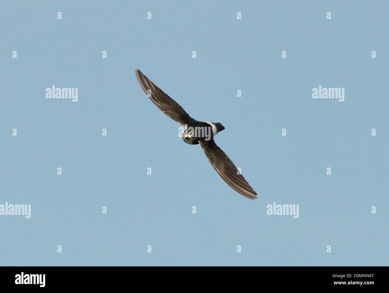 Little swift hi-res stock photography and images - Alamy