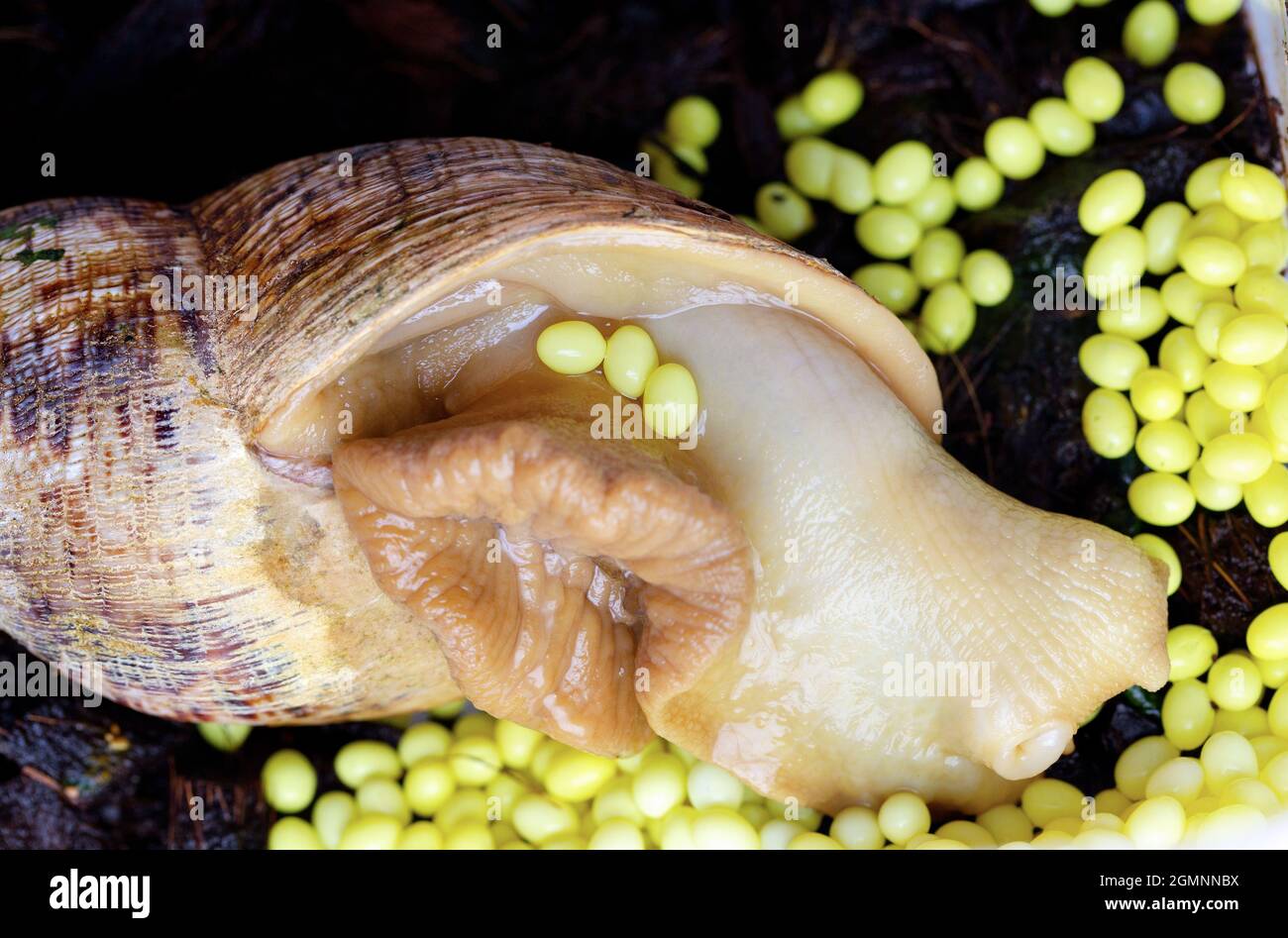 Antennaspiral hi-res stock photography and images - Alamy
