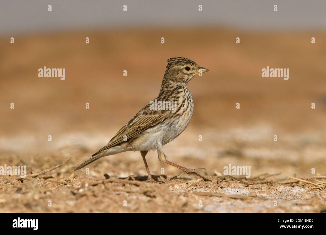 Lesser Short-toed Lark - Calandrella rufescens Stock Photo - Alamy