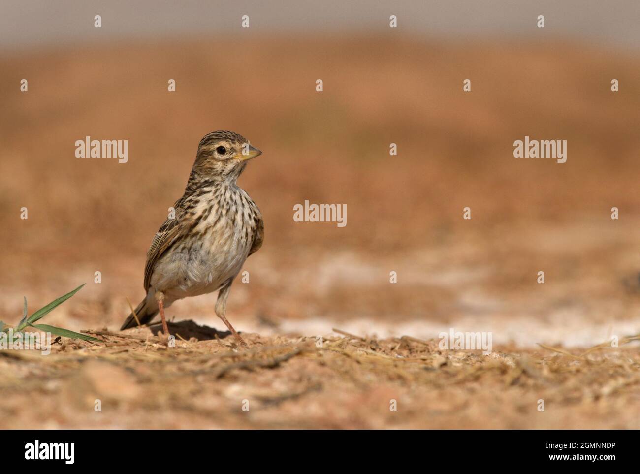 Lesser Short-toed Lark - Calandrella rufescens Stock Photo - Alamy
