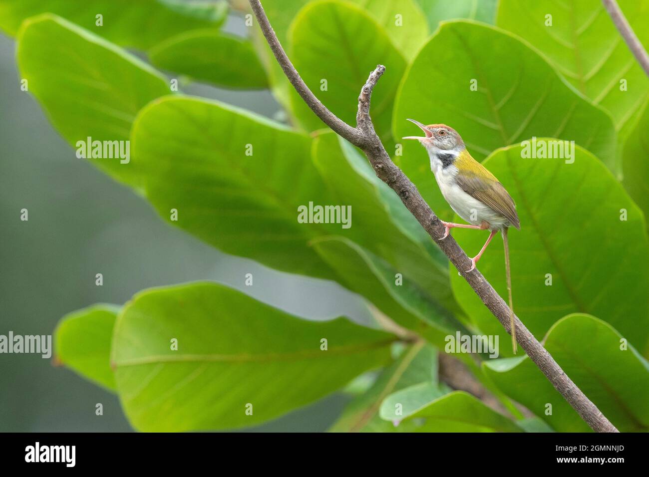 Common tailorbird on branch, Orthotomus sutorius, Pune, Maharashtra ...
