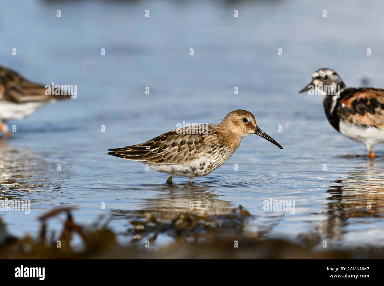 Juvenile dunlin uk hi-res stock photography and images - Alamy