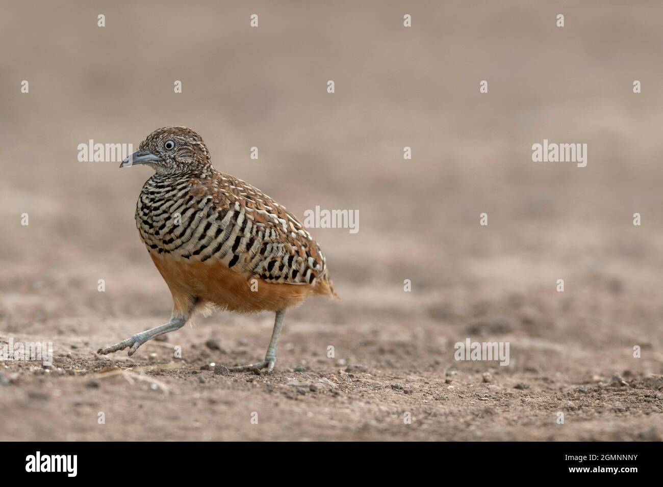 Barred buttonquail, Turnix suscitator, Male, Bhigwan, Maharashtra, India Stock Photo - Alamy