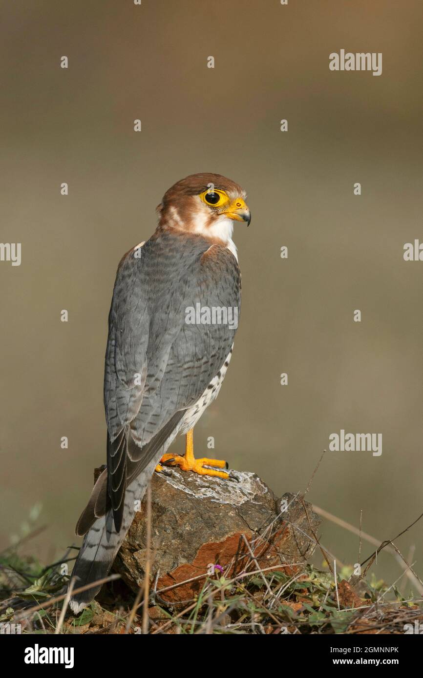 Red necked falcon falco hi-res stock photography and images - Alamy