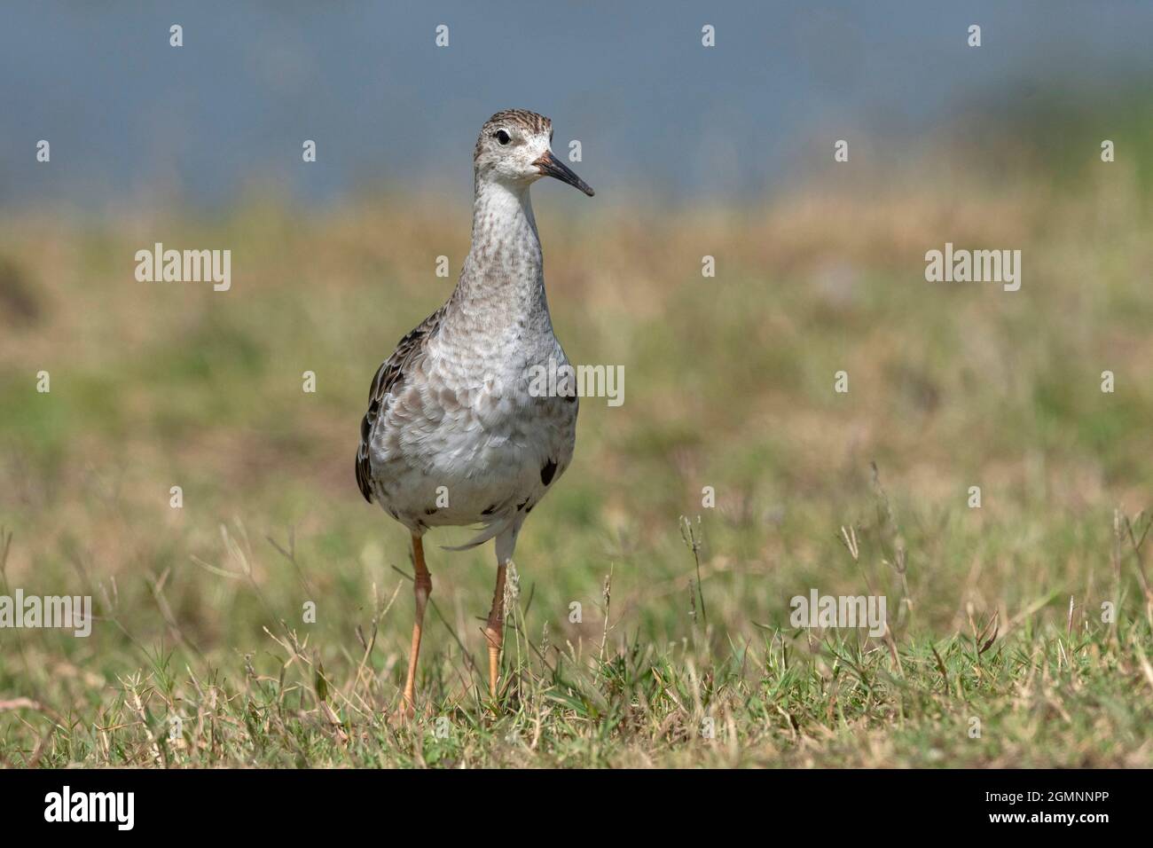 Ruff hi-res stock photography and images - Alamy