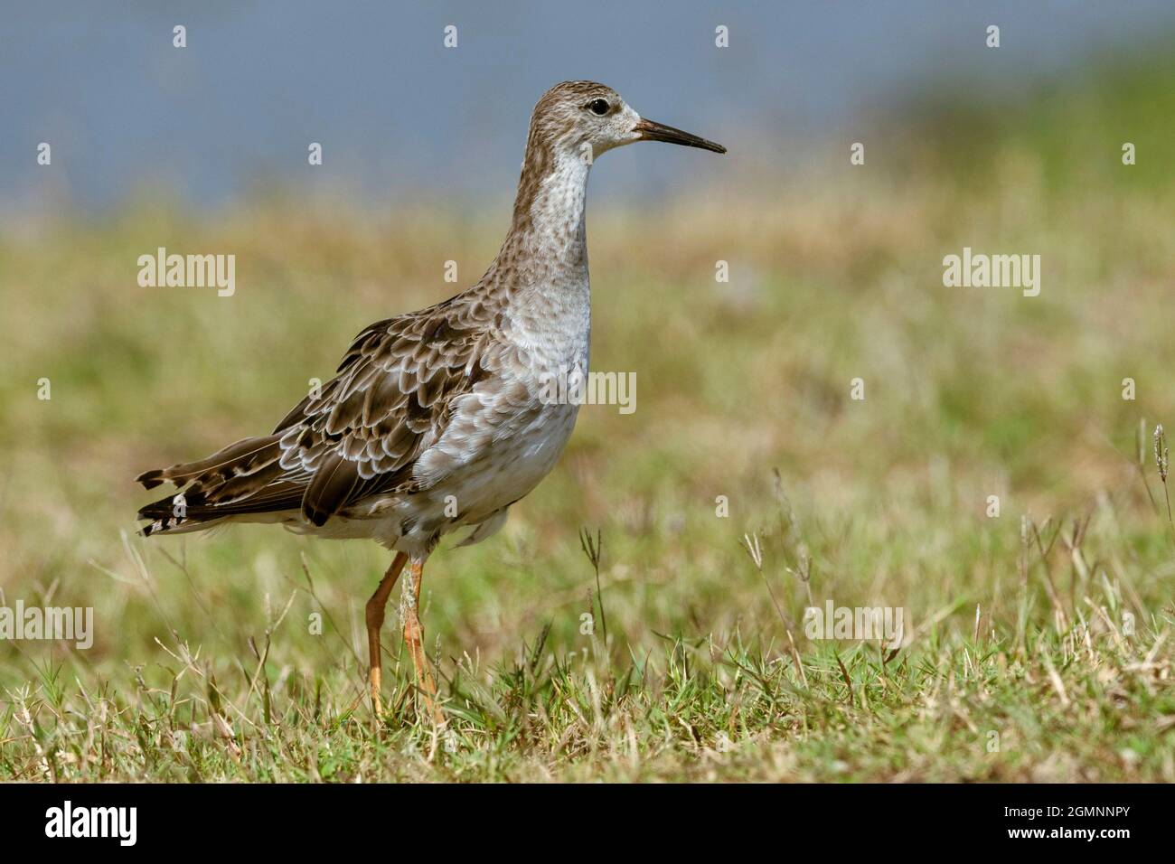 Maharashtra water birds hi-res stock photography and images - Alamy