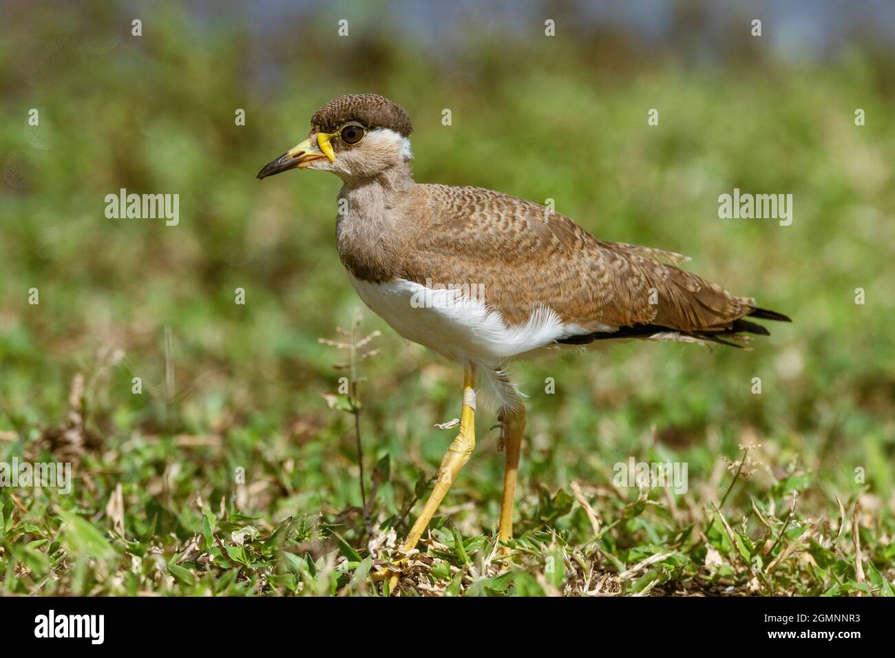 Titavi hi-res stock photography and images - Alamy