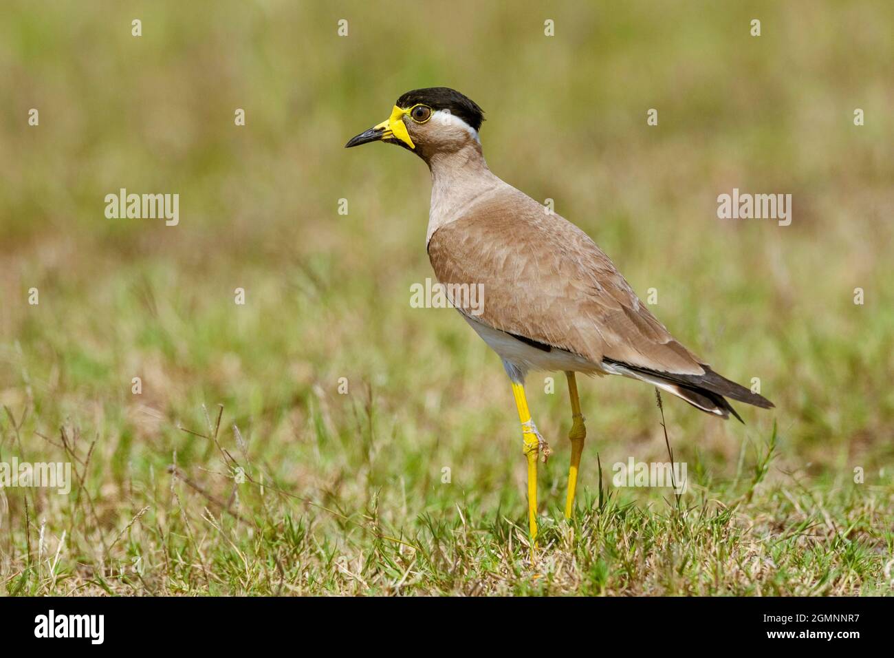 Yellow Wattled Lapwing, Vanellus malabaricus. Endemic to the Indian ...