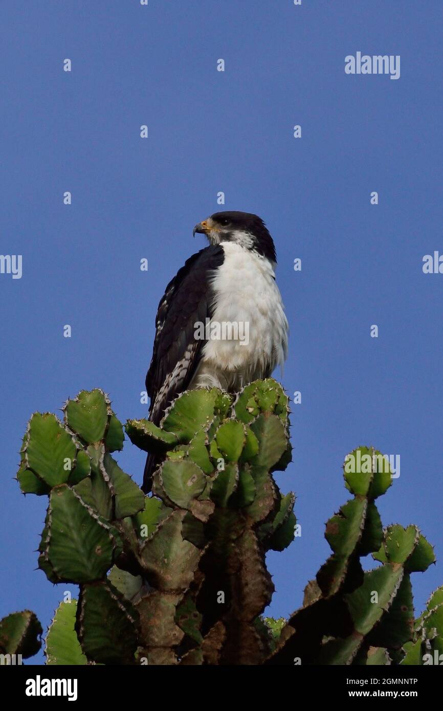 Augurbussard, augur buzzard, Buteo augur, Ngorongoro Crater, Ngorongoro ...
