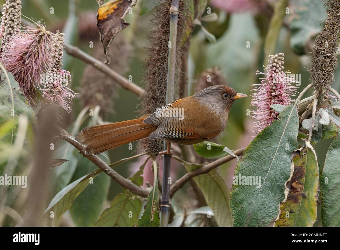 Rusty-fronted barwing, Actinodura egertoni, Eastern Himalayan Birds ...