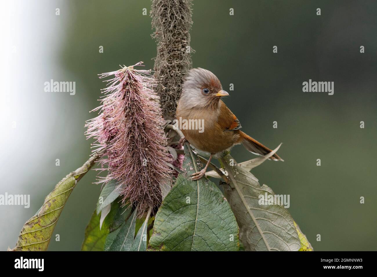Rusty-fronted barwing, Actinodura egertoni, Eastern Himalayan Birds ...