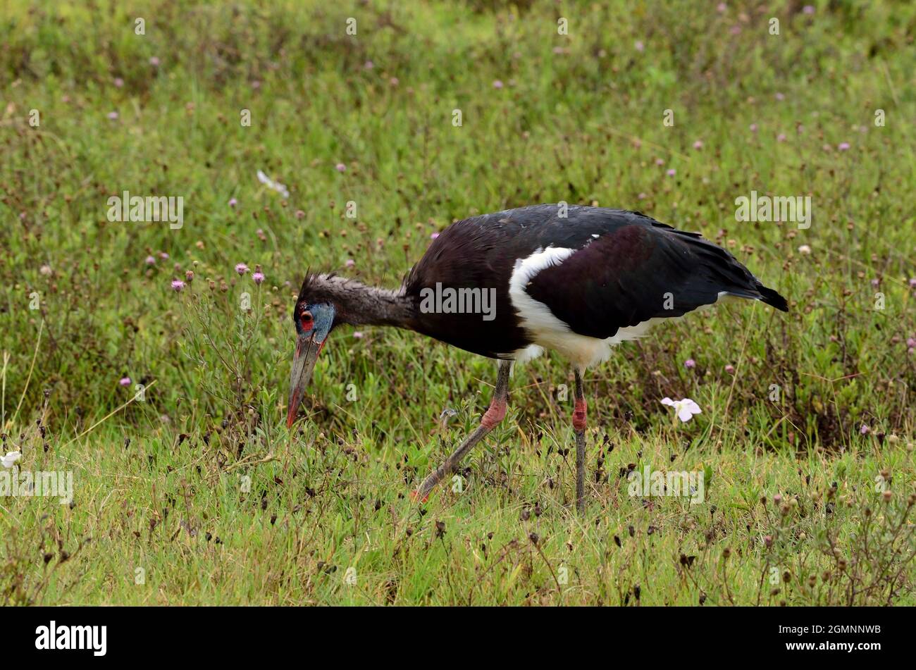 Abdimstorch, Regenstorch, Abdim's stork, white-bellied stork, Ciconia ...