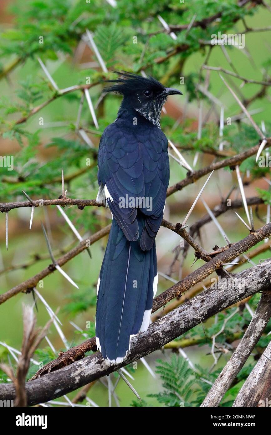 Pied cuckoo clamator jacobinus hi-res stock photography and images - Alamy